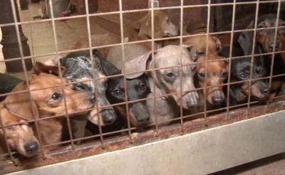 La cruda historia real de "El Negro Pablo", el villano más recordado de ...